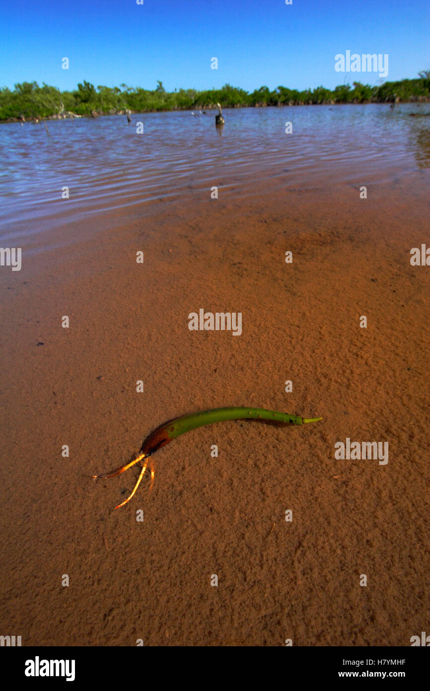 Red Mangrove (Rhizophora mangle) propagule in shallow water, Twin Cays ...