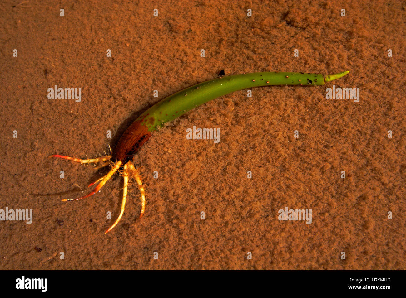 Red Mangrove (Rhizophora mangle) propagule in shallow water, Twin Cays ...