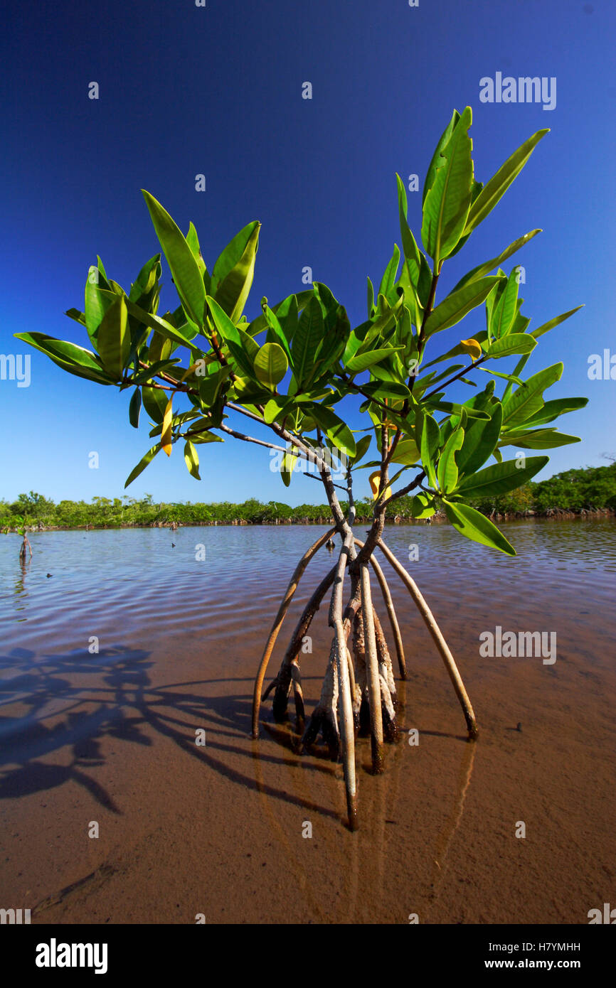 Rhizophora Mangle Red Mangrove Red Mangroves (Rhizophora Mangle),