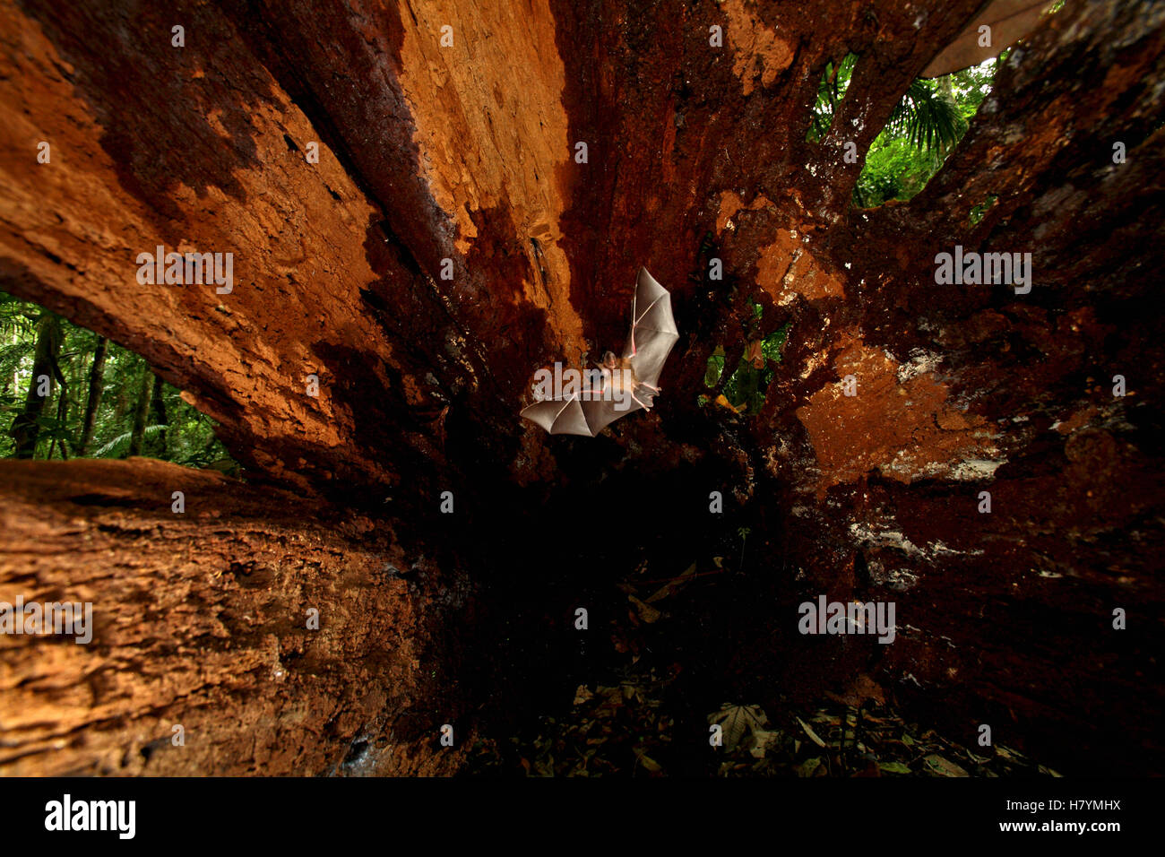 Hairy Big-eared Bat (Micronycteris hirsuta) flying around in its roost ...