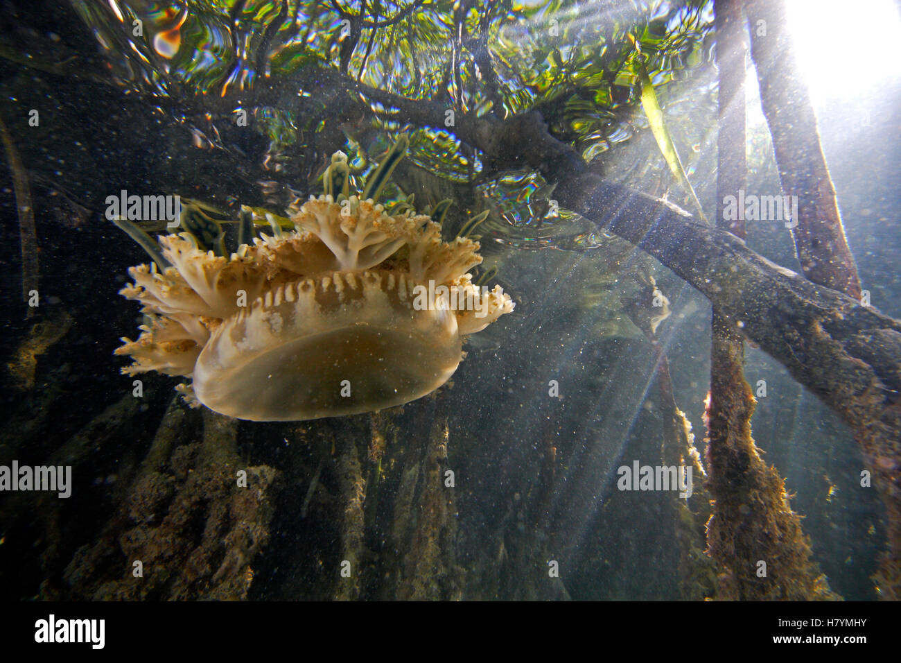 Upside-down Jellyfish (Cassiopea xamachana) floating between the aerial ...