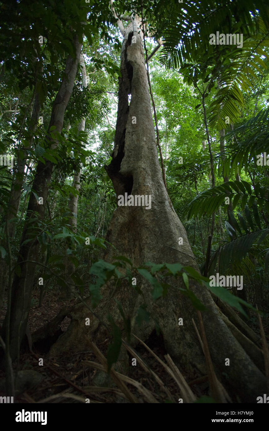 Hallow tree in rainforest used by bats for roosting, Smithsonian ...