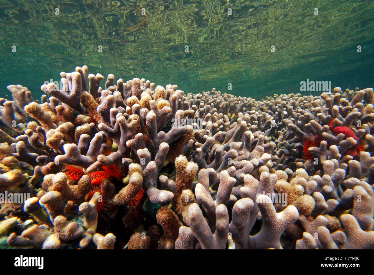 Hump Coral (Porites sp), Bastimentos Marine National Park, Bocas del ...