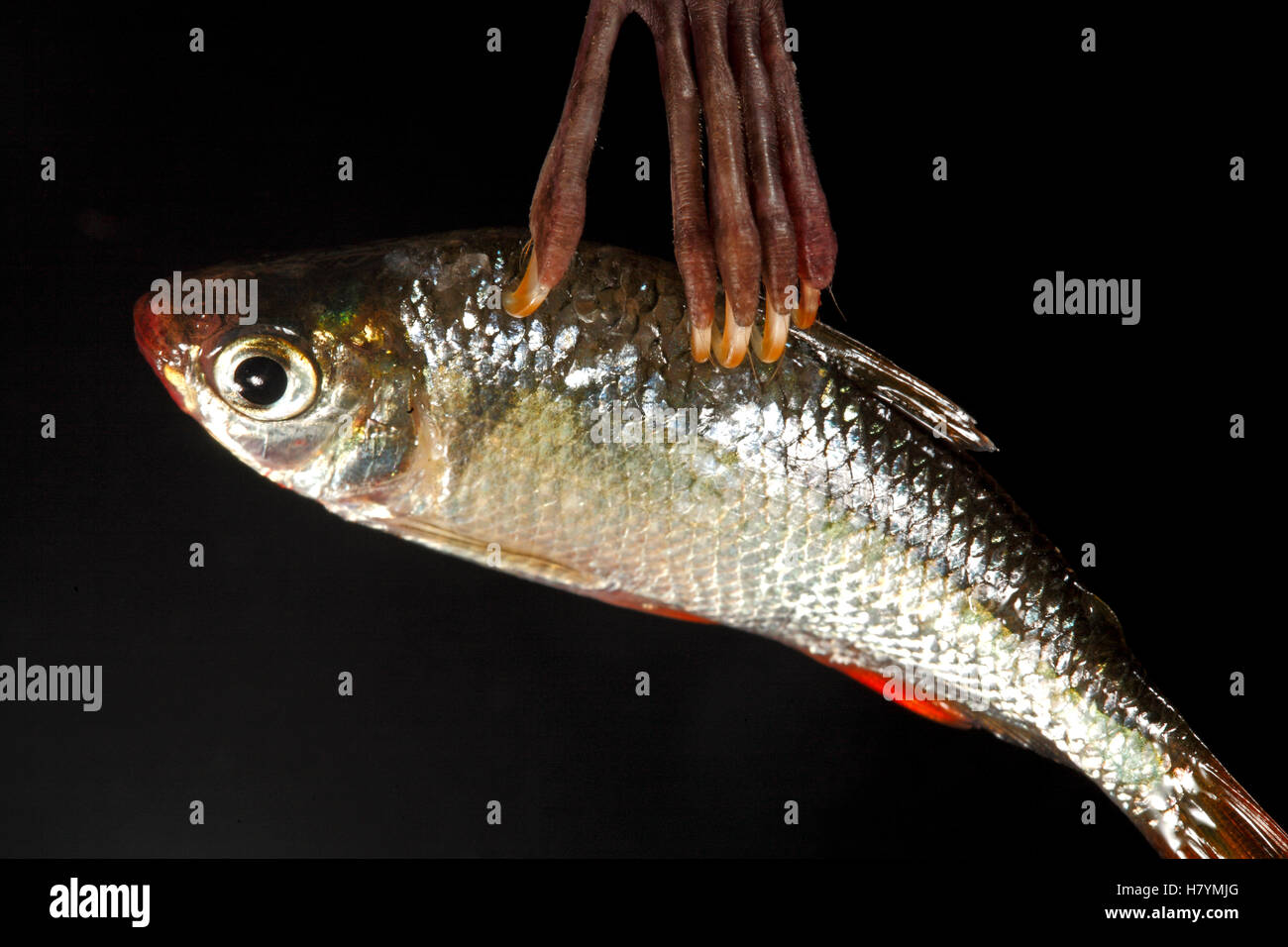 Greater Bulldog Bat (Noctilio leporinus) claw holding fish, Smithsonian ...