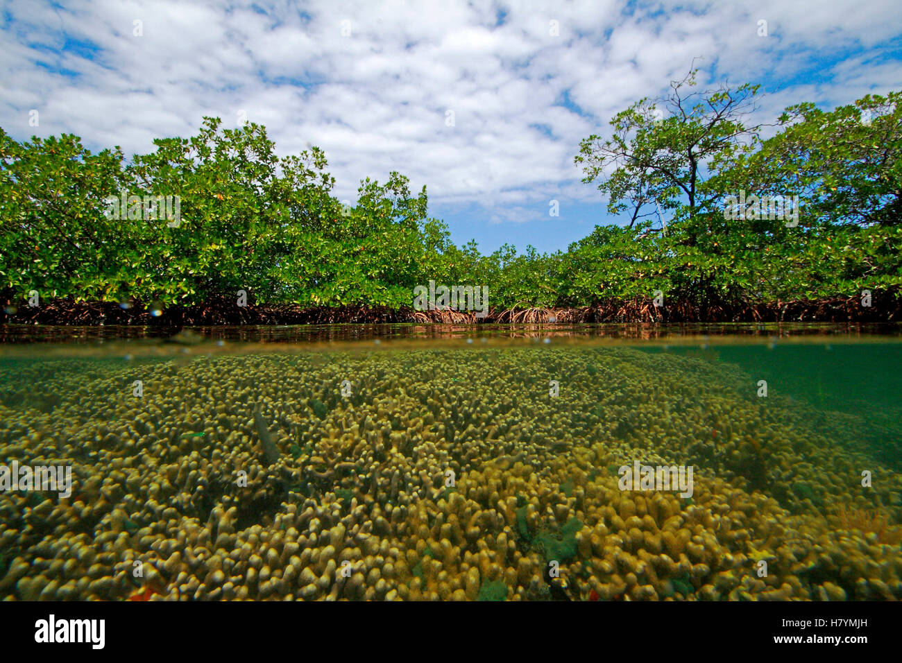 Hump Coral (Porites sp) growing directly under Red Mangrove (Rhizophora ...