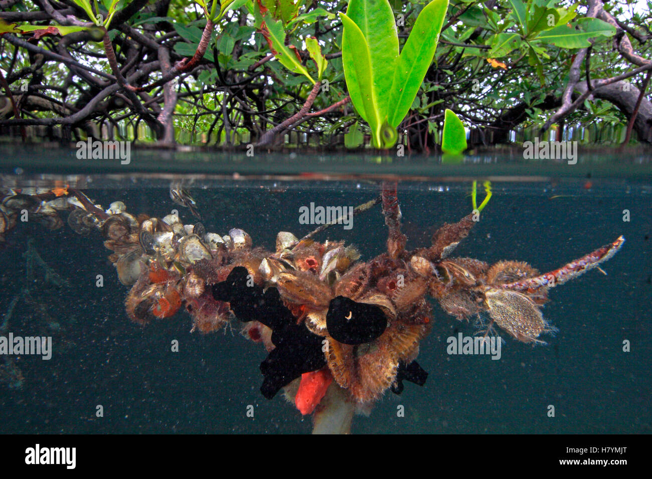 Red Mangrove (Rhizophora mangle) aerial roots provide space for a large ...