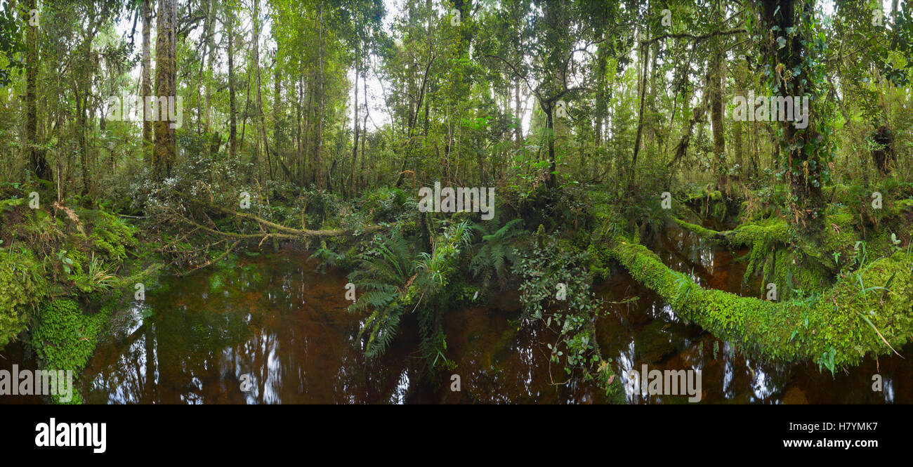 Stream in subtropical rainforest near Fox Glacier, South Island, New ...