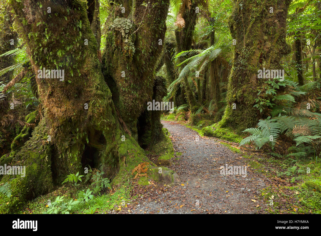 Silver Tree Fern (Cyathea dealbata) group near trail in subtropical ...