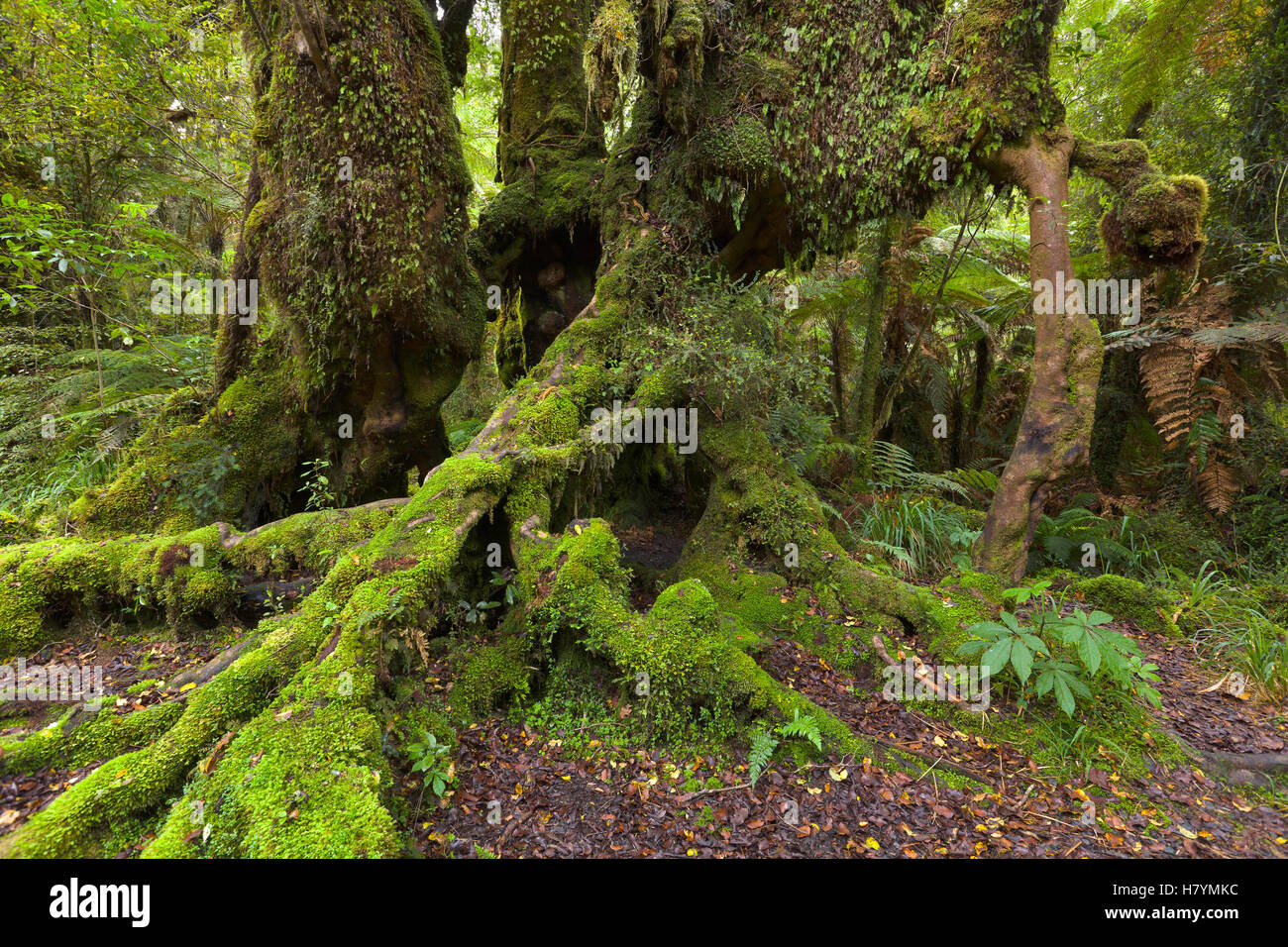 Massive old growth tree trunks in subtropical rainforest, South Island ...