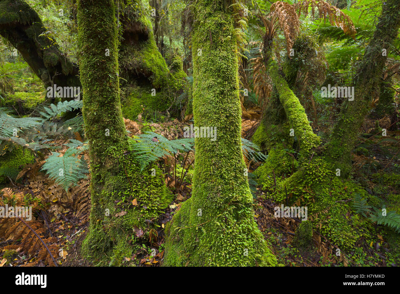 Silver Tree Fern (Cyathea dealbata) and moss covered trees in ...