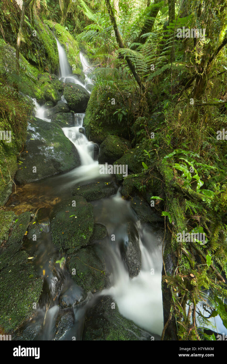 Stream in subtropical rainforest near Fox Glacier, South Island, New ...