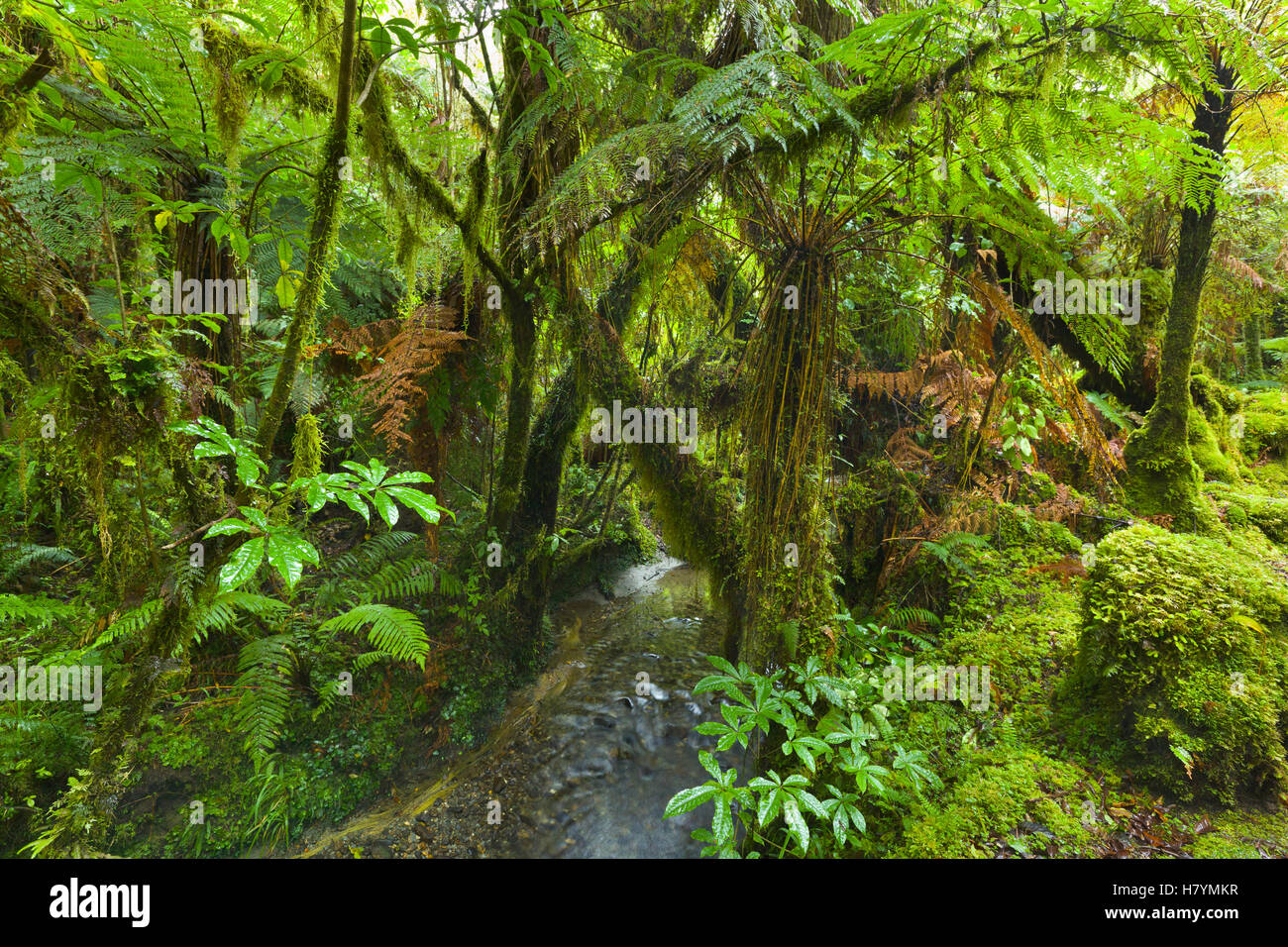 Stream in subtropical rainforest, South Island, New Zealand Stock Photo ...