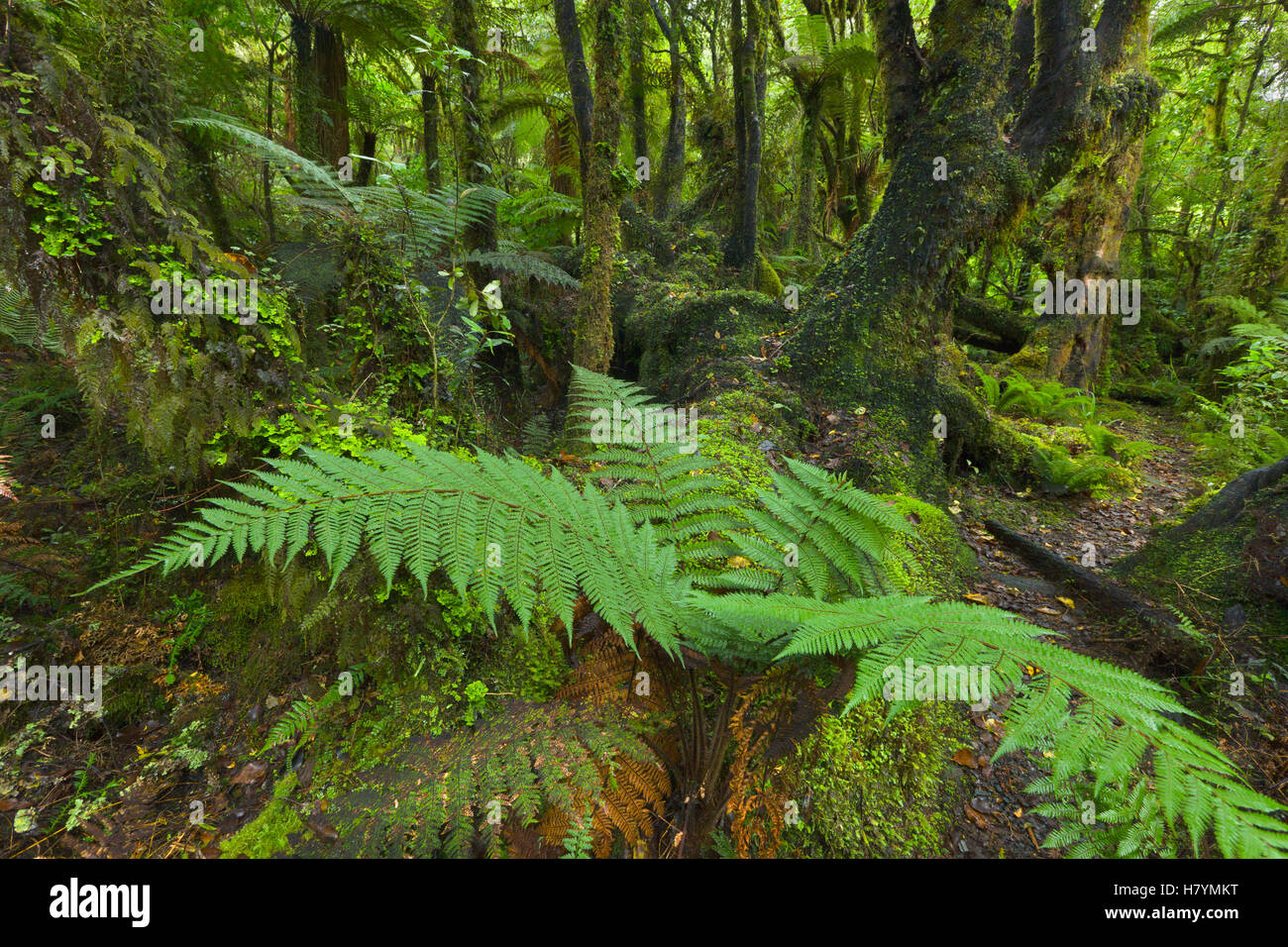 Subtropical rainforest near Fox Glacier, South Island, New Zealand ...