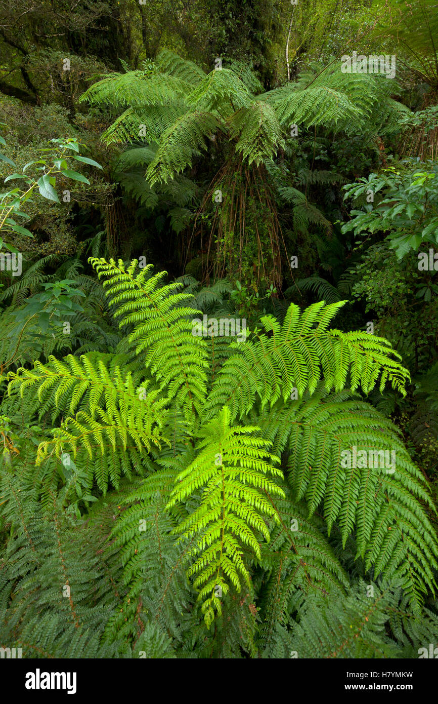Silver Tree Fern (Cyathea dealbata) in subtropical rainforest, South ...
