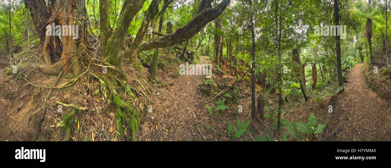 Hiking trail through forest, Te Urewera National Park, North Island ...