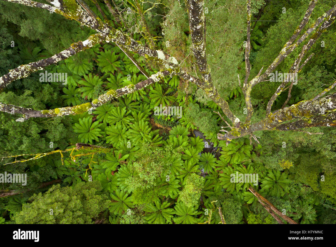Myrtle Beech (Nothofagus cunninghamii) trees overgrown with mosses and ...