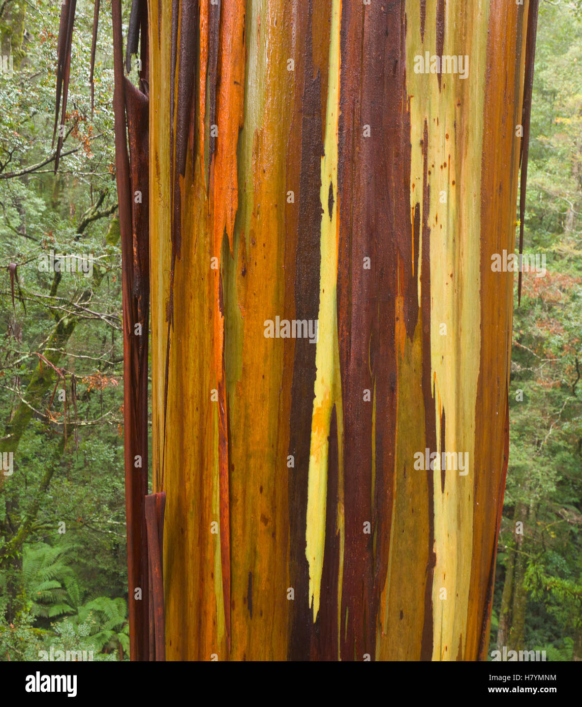 Gum Tree (Eucalyptus sp) trunk, Otway National Park, Victoria ...