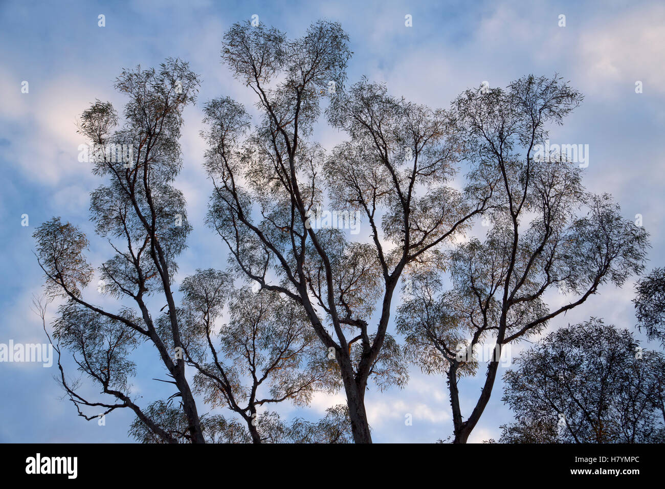 Gum Tree (Eucalyptus sp), Western Australia, Australia Stock Photo - Alamy
