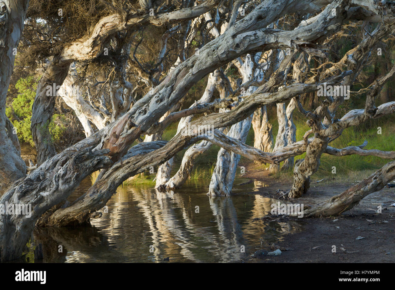 Myrtle Tree (Melaleuca sp) tree trunks in lagoon on beach, Norman's ...