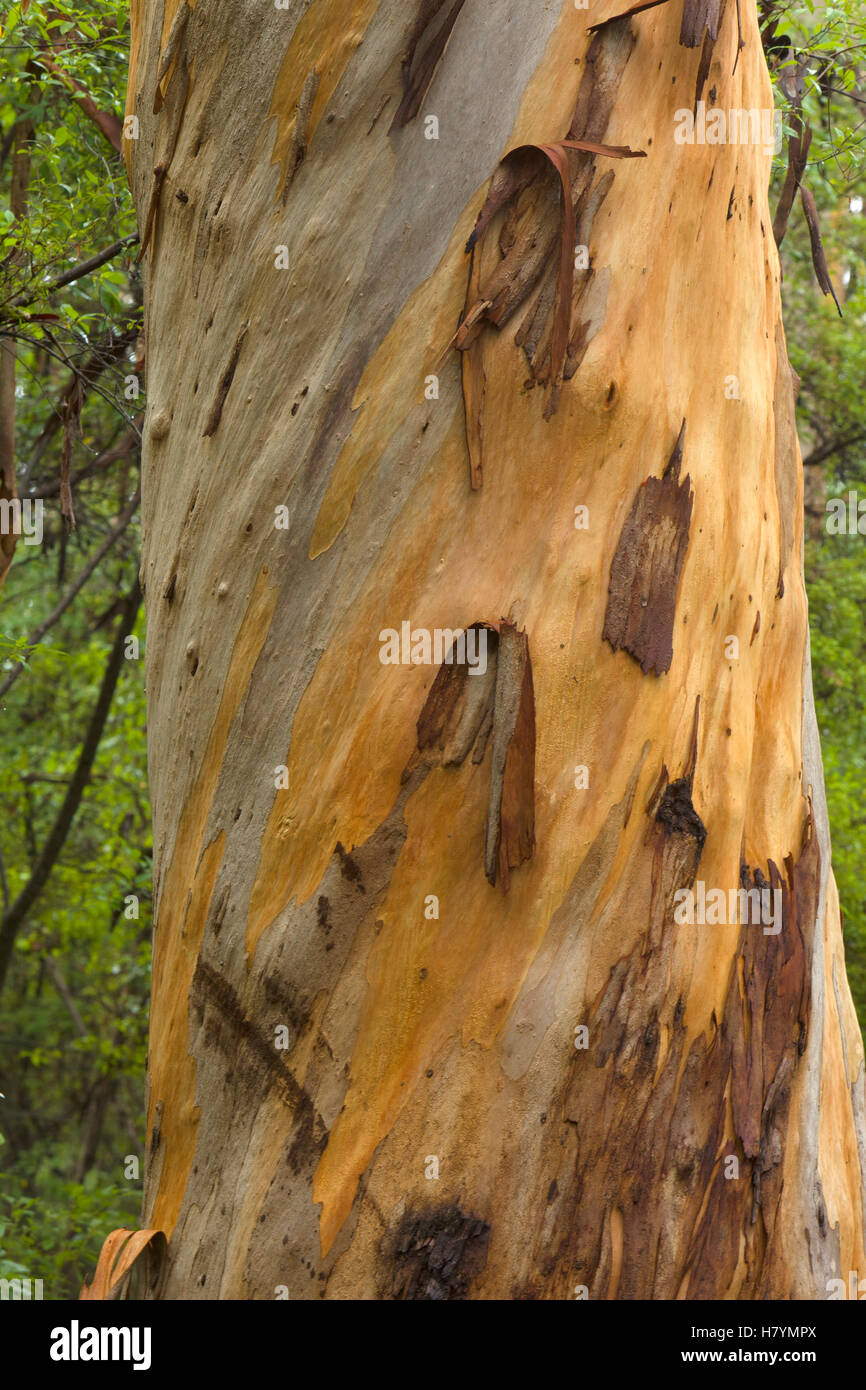 Gum Tree (Eucalyptus sp) trunk, Western Australia, Australia Stock ...