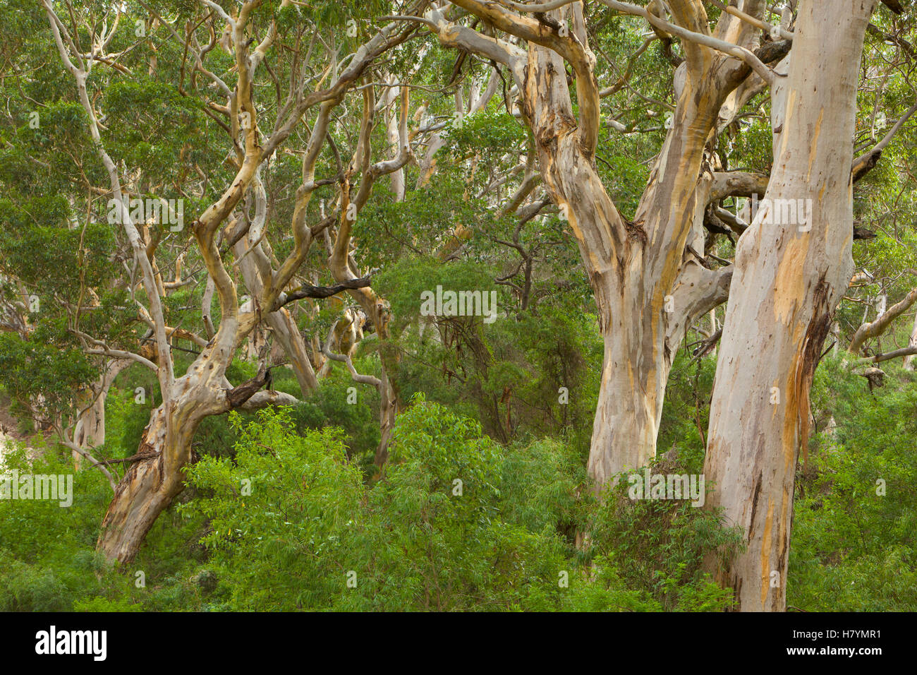 Gum Tree (Eucalyptus sp) forest, Leeuwin Naturaliste National Park ...