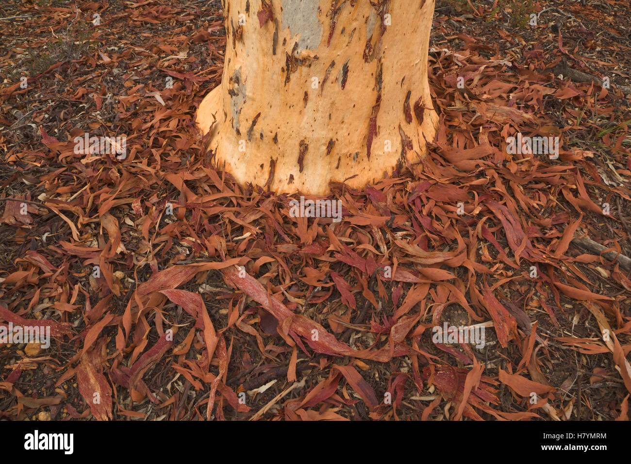 Gum Tree (Eucalyptus sp) trunk with peeled bark, Western Australia ...