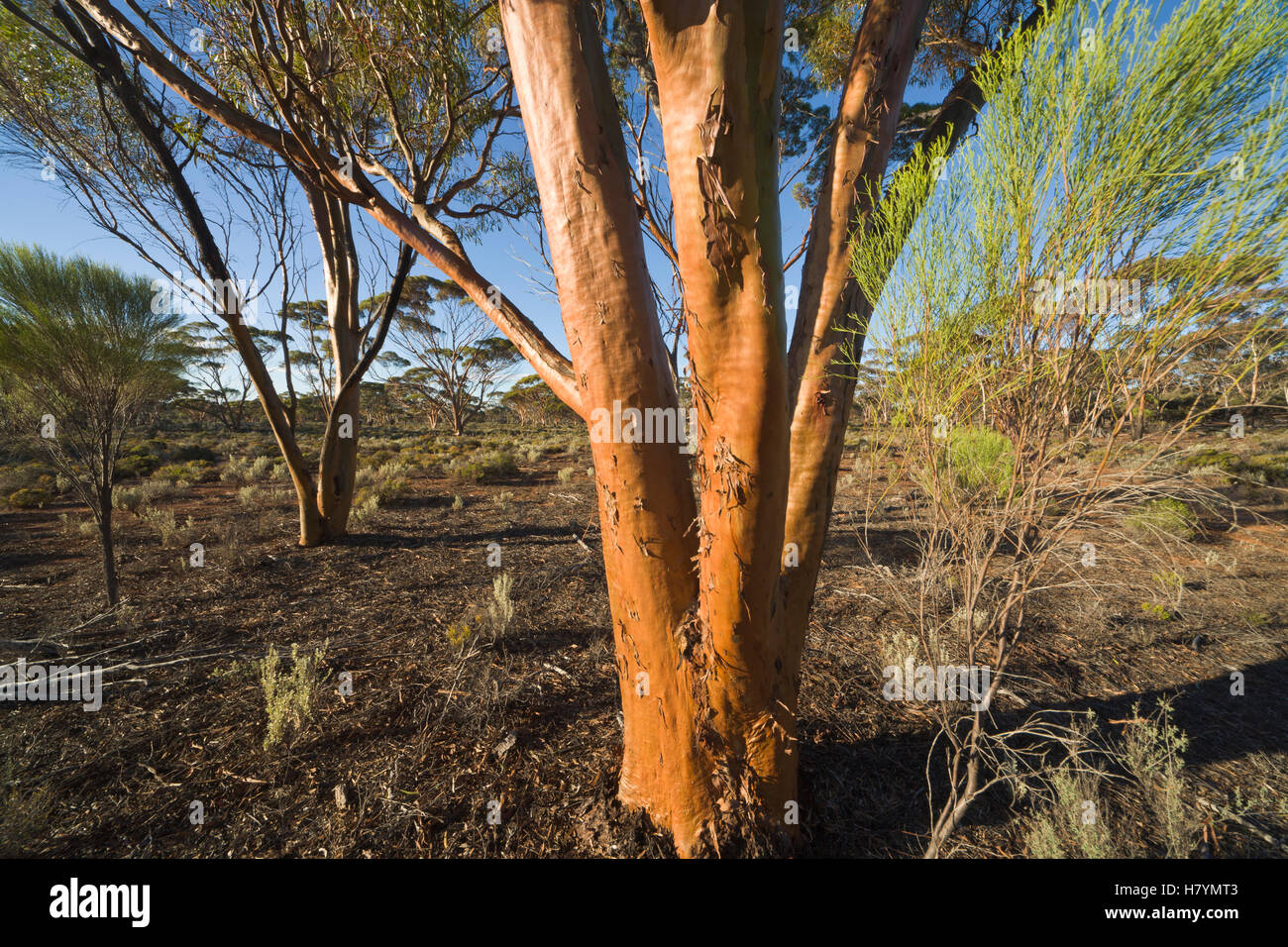 Gimlet Gum (Eucalyptus salubris) trees, Western Australia, Australia ...