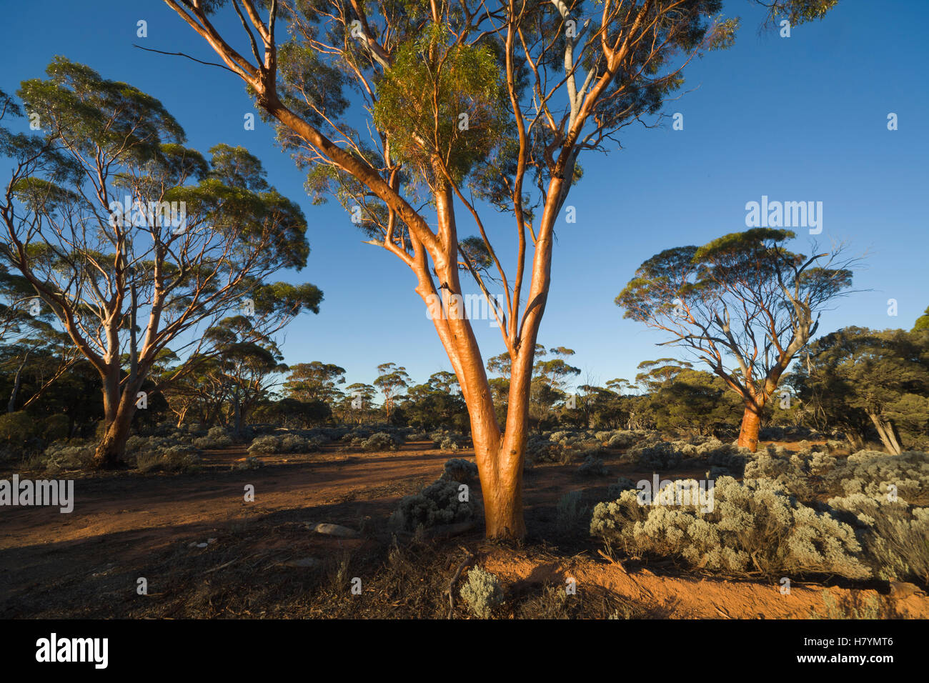 Gimlet Gum (Eucalyptus salubris) trees, Western Australia, Australia ...