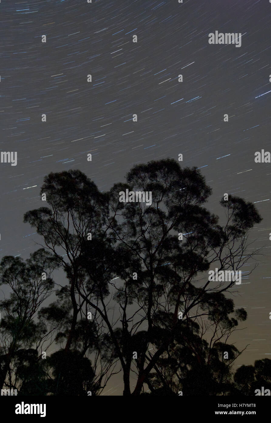 Gum Tree (Eucalyptus sp) at night, Western Australia, Australia Stock ...