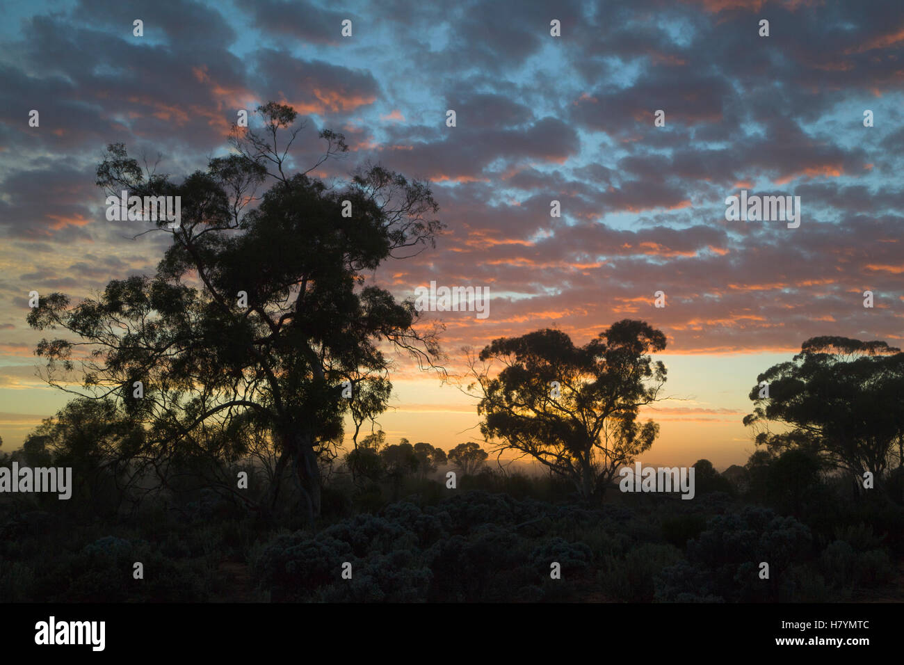 Gum Tree (Eucalyptus sp) group at sunset, Nullarbor Plain, Western ...