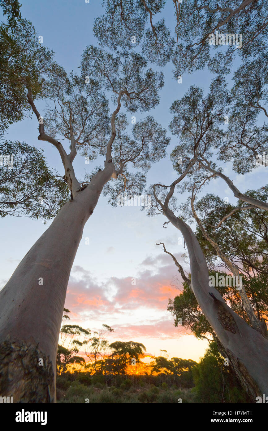 Gum Tree (Eucalyptus sp) group at sunset, Nullarbor Plain, Western ...