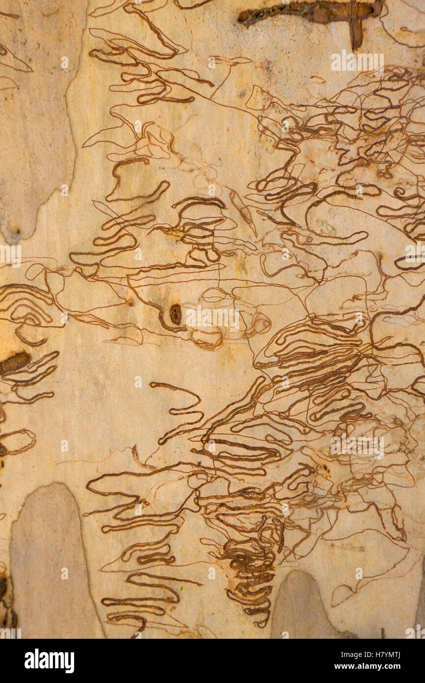 Scribbly Gum (Eucalyptus haemastoma) with moth trails in bark, New ...
