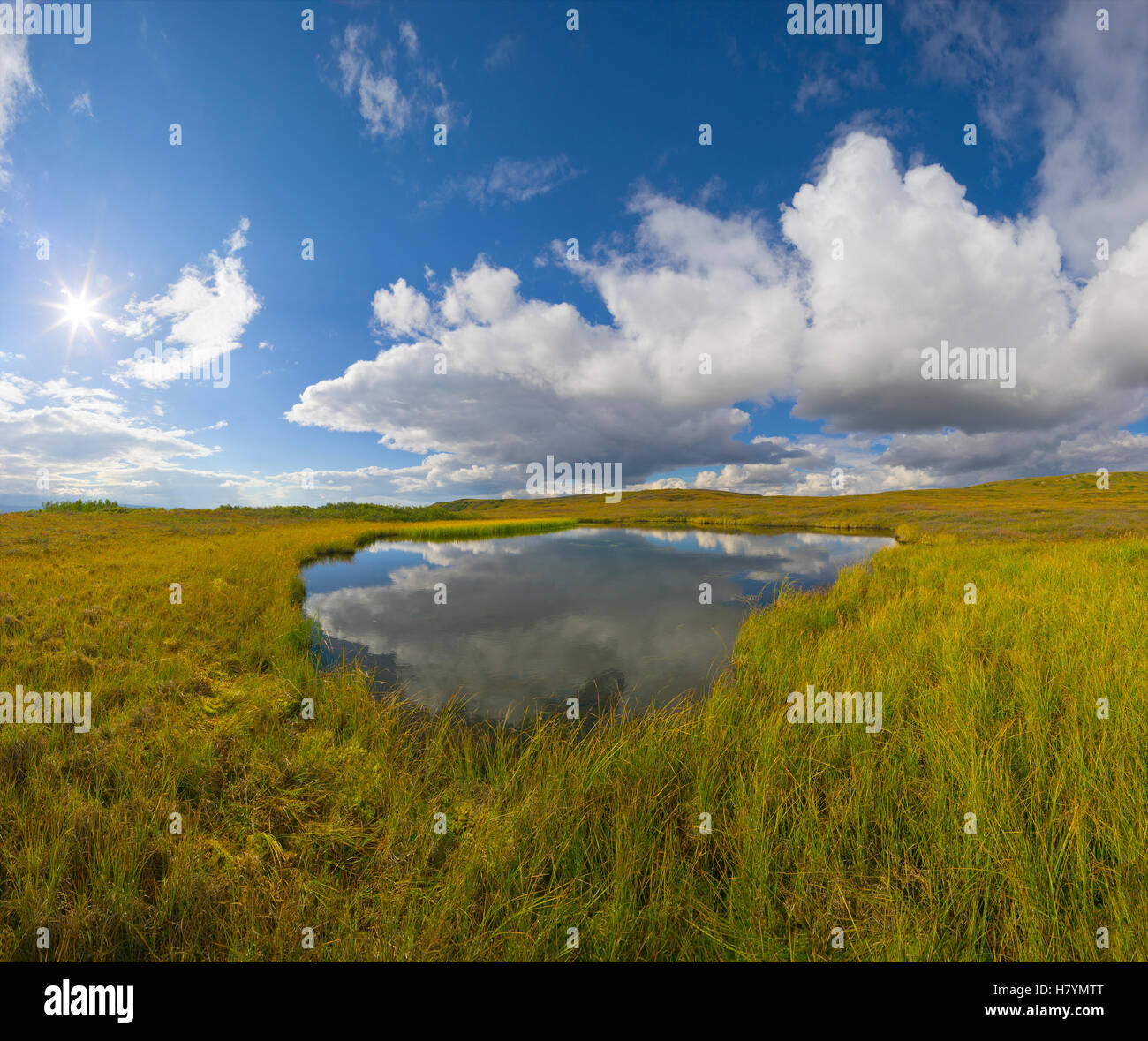 Tundra pond, Denali National Park, Alaska Stock Photo - Alamy
