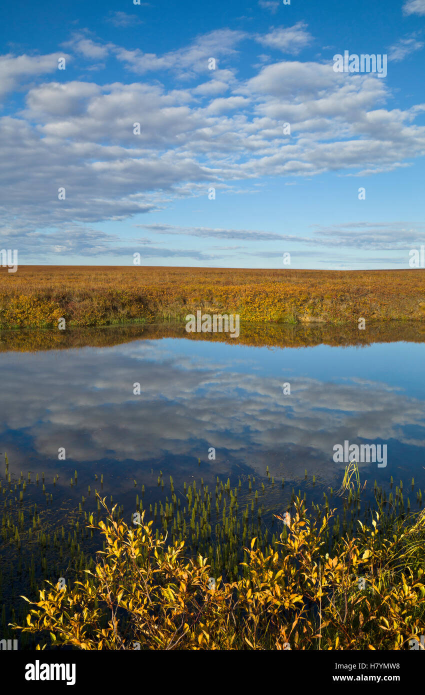 Glacial pond on tundra with willows, Alaska Stock Photo - Alamy