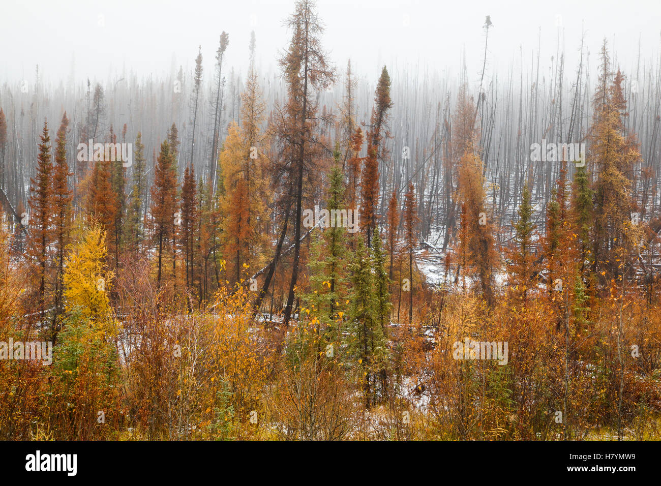 Burned coniferous forest after big forest fire with fresh snow on ...