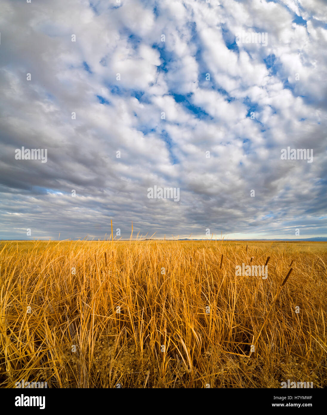 Tall prairie grasses and dark clouds, Malheur National Wildlife Refuge ...