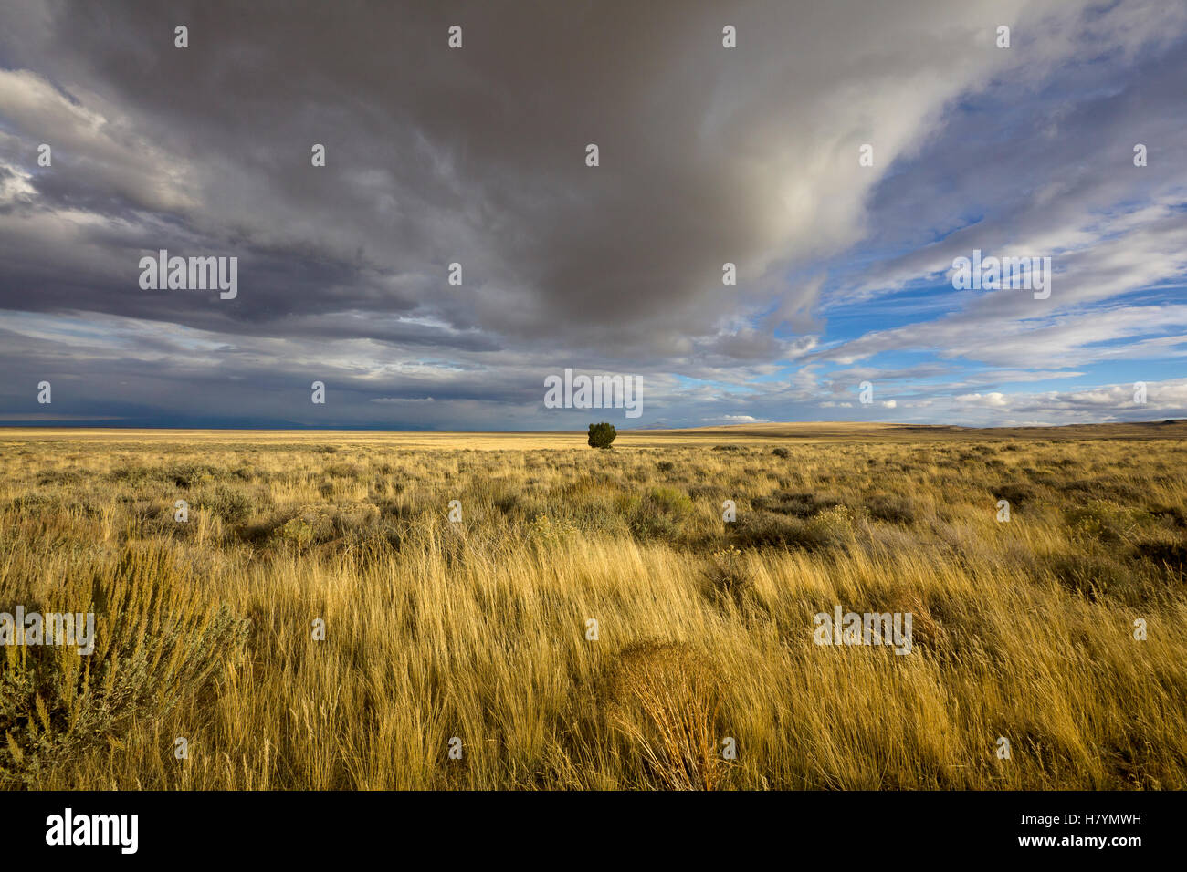 Juniper (Juniperus sp) in prairie with cumulus clouds above, Hart ...