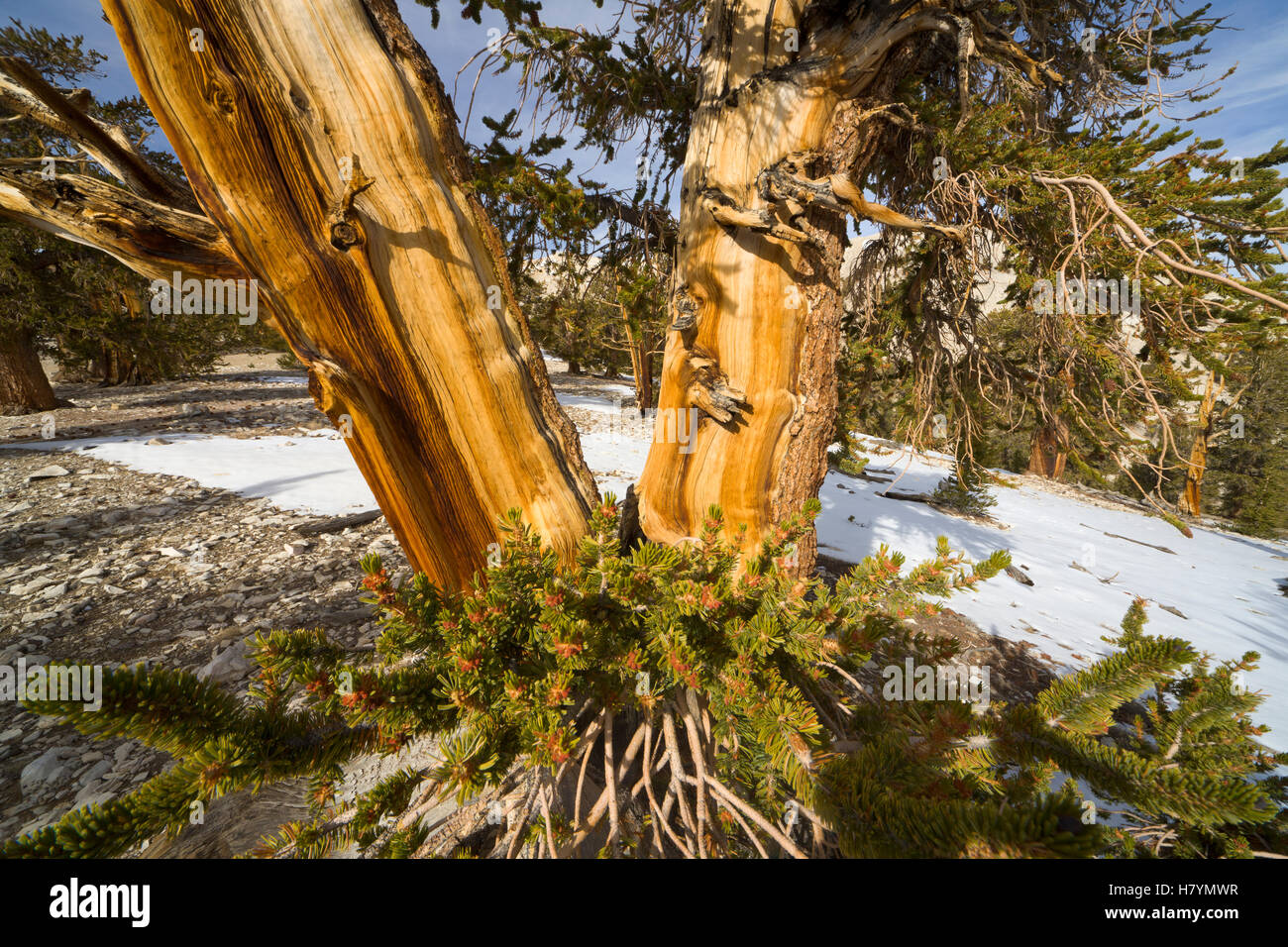 Great Basin Bristlecone Pine (Pinus longaeva), Inyo National Forest ...