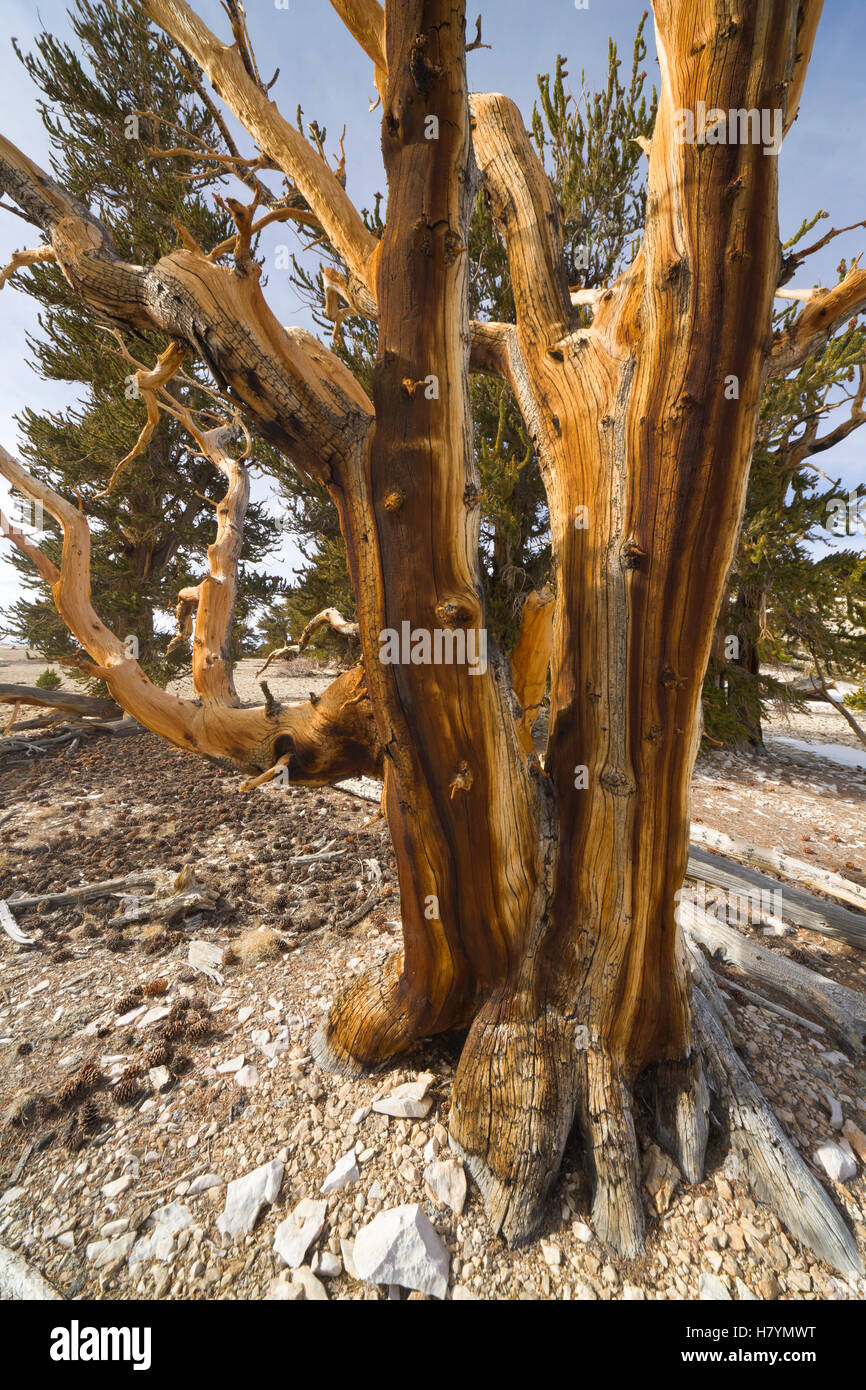 Great Basin Bristlecone Pine (Pinus longaeva), Inyo National Forest ...