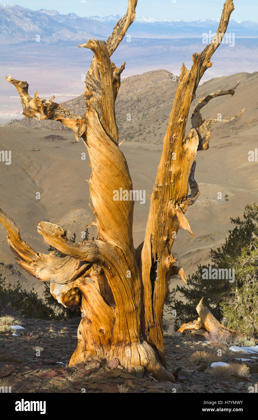 Great Basin Bristlecone Pine (Pinus longaeva), Inyo National Forest ...