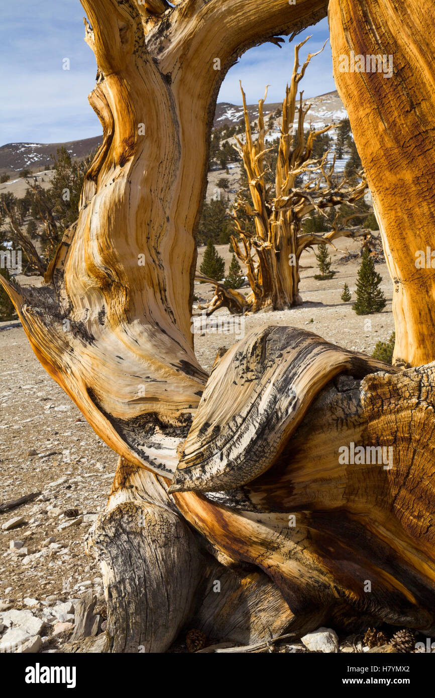 Great Basin Bristlecone Pine (Pinus longaeva), Inyo National Forest ...