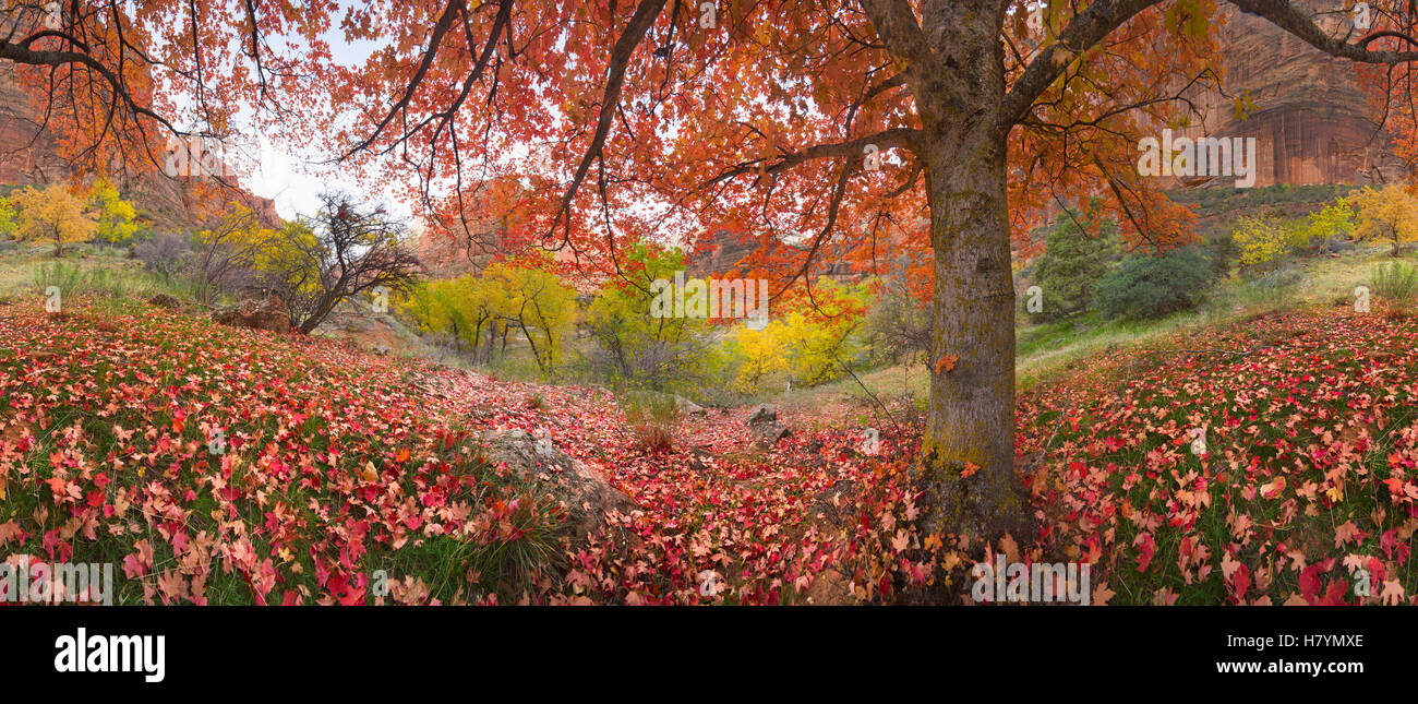 Maple (Acer sp) and Cottonwood (Populus sp) trees in fall colors, Zion ...