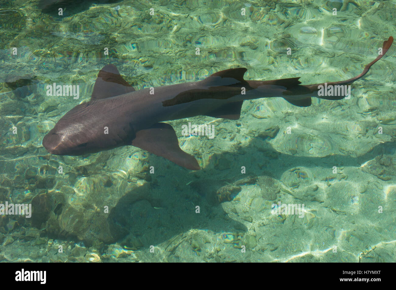 Shark (Apristurus sp) in aquarium, Rosario Islands, Colombia Stock ...