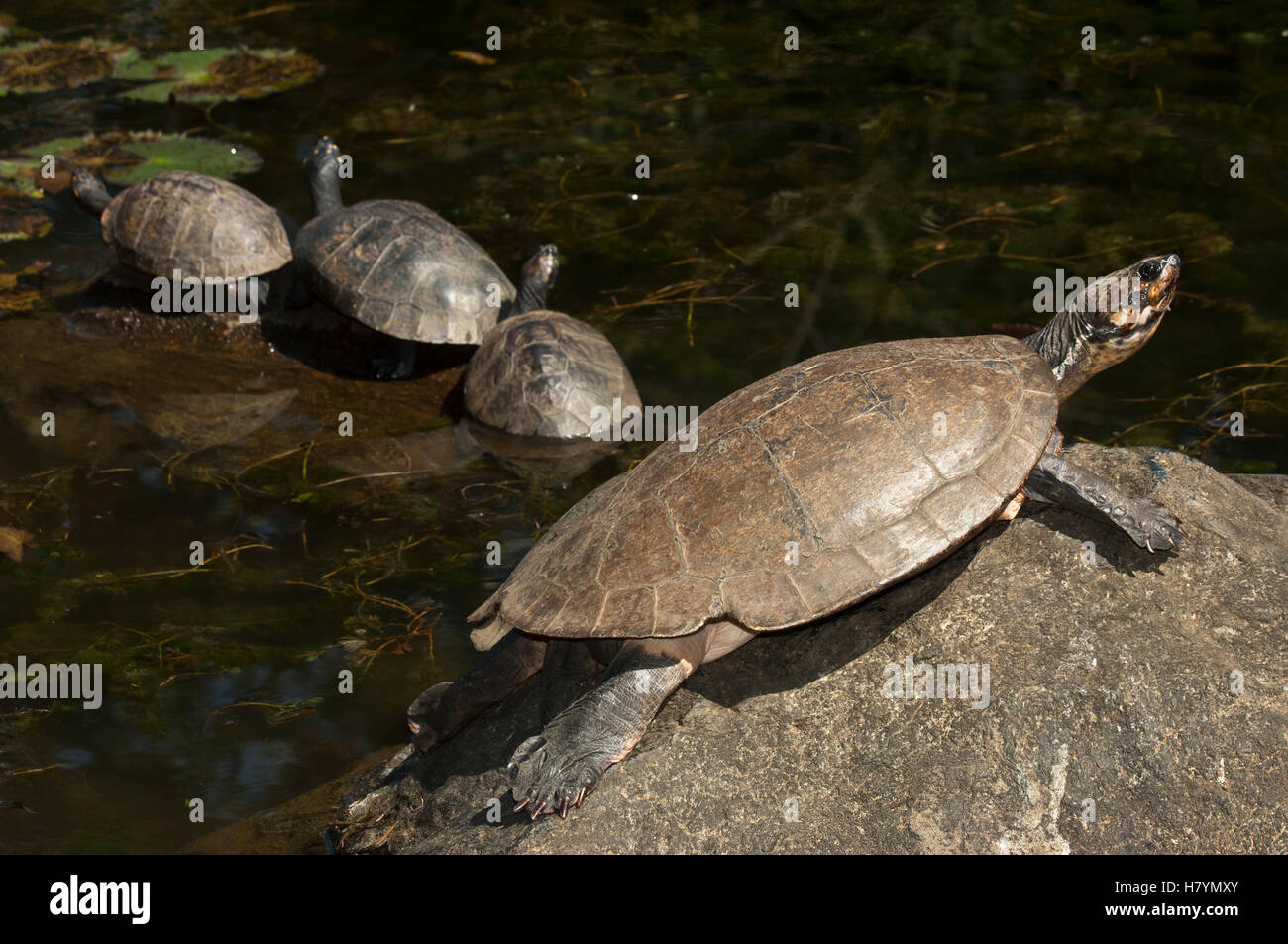 Columbian Slider (Trachemys scripta callirostris) turtle group basking ...