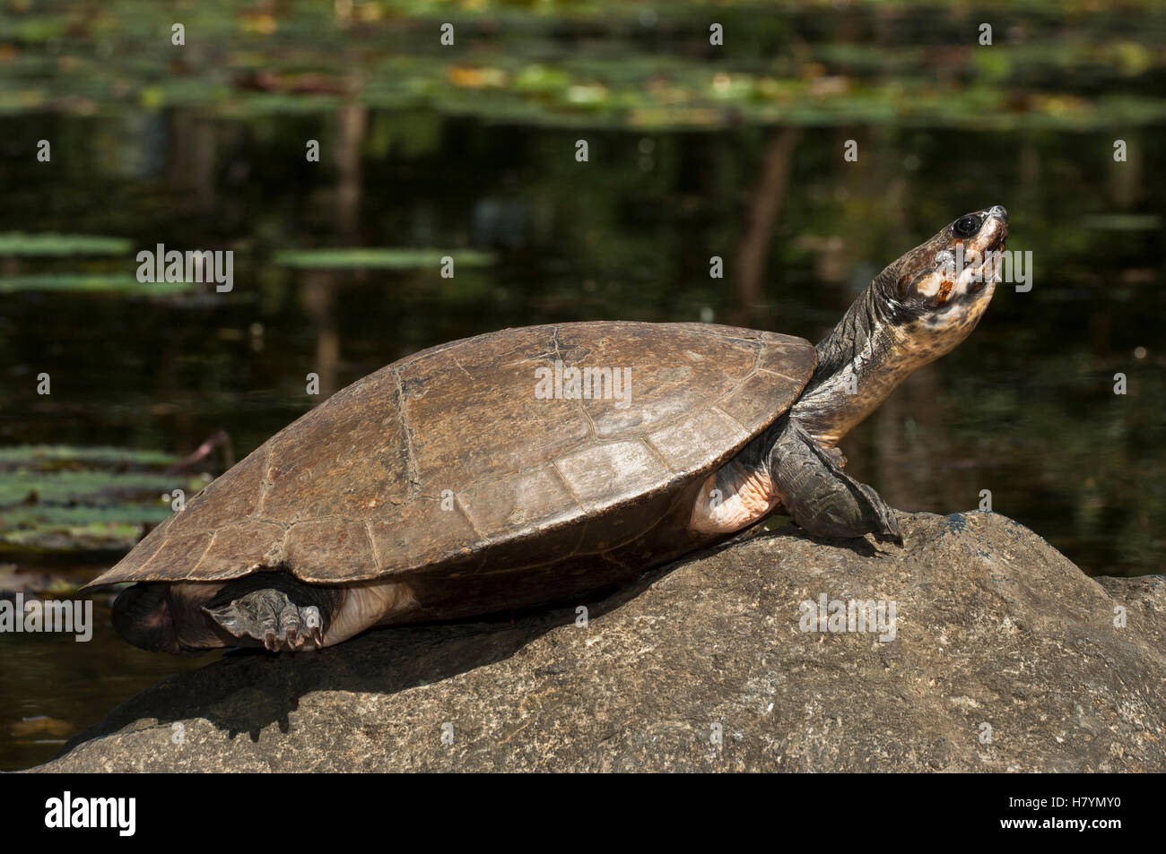 Columbian Slider (Trachemys scripta callirostris) turtle basking ...