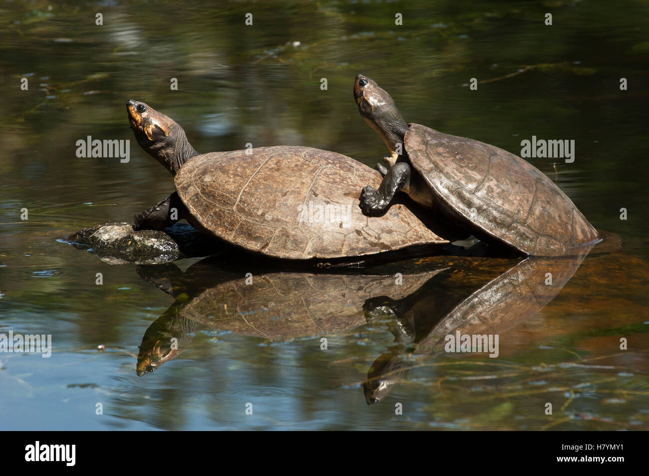Columbian Slider (Trachemys scripta callirostris) turtle pair basking ...
