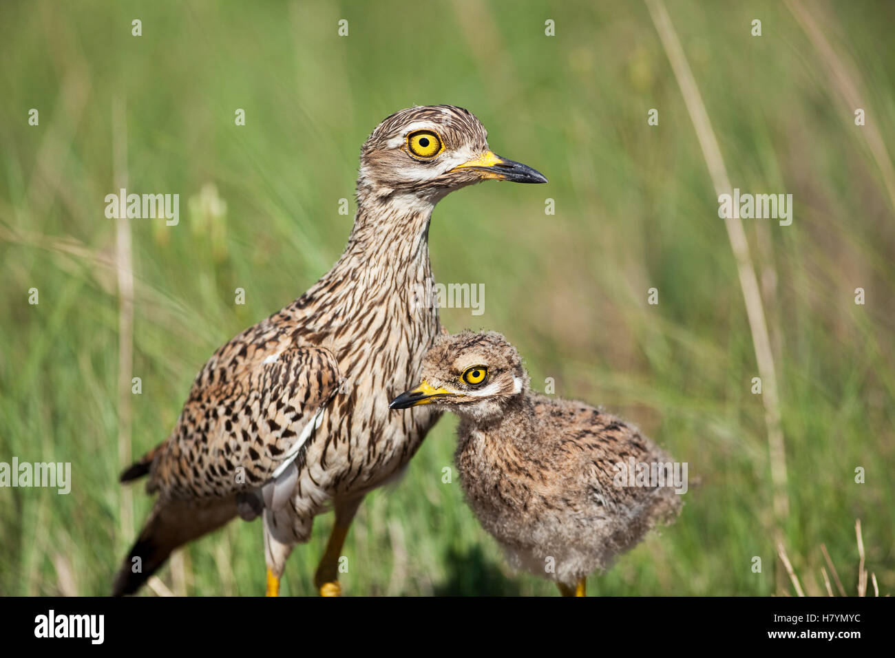 Spotted Thick-knee (Burhinus capensis) with chick, Marievale, South ...