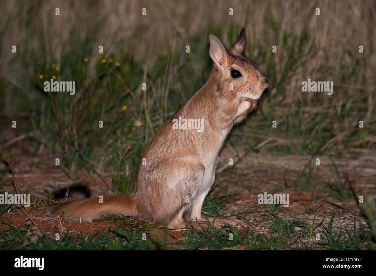Spring Hare (Pedetes capensis) at night, Kalahari, Northern Cape, South ...