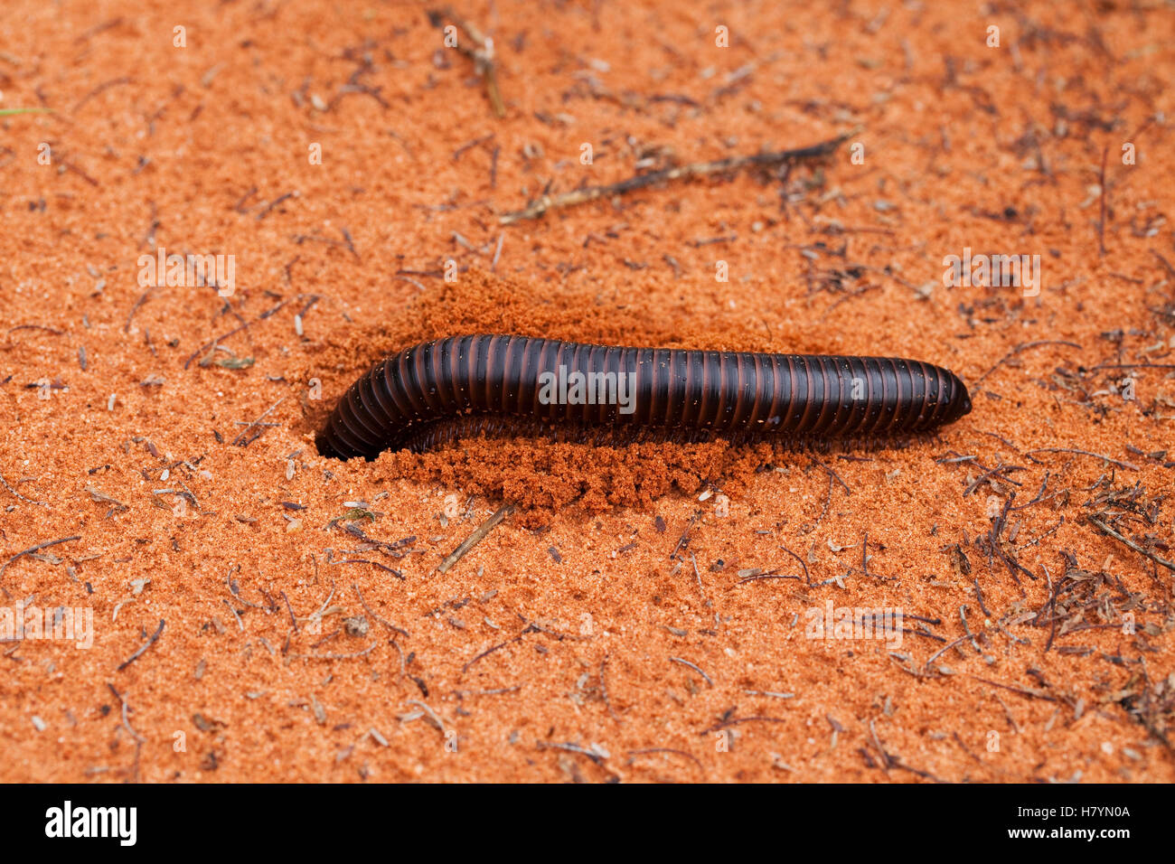 Millipede (Julus sp) digging hole, Kalahari, Northern Cape, South ...