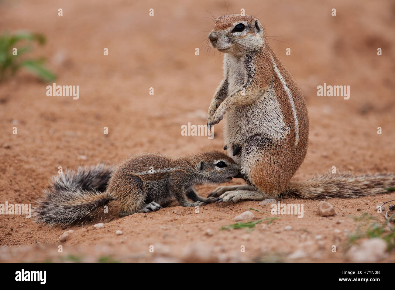 Cape Ground Squirrel (Xerus inauris) young nursing, Kalahari, Northern ...